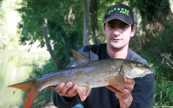 Le barbeau | Matthieu Ravari, guide de pêche